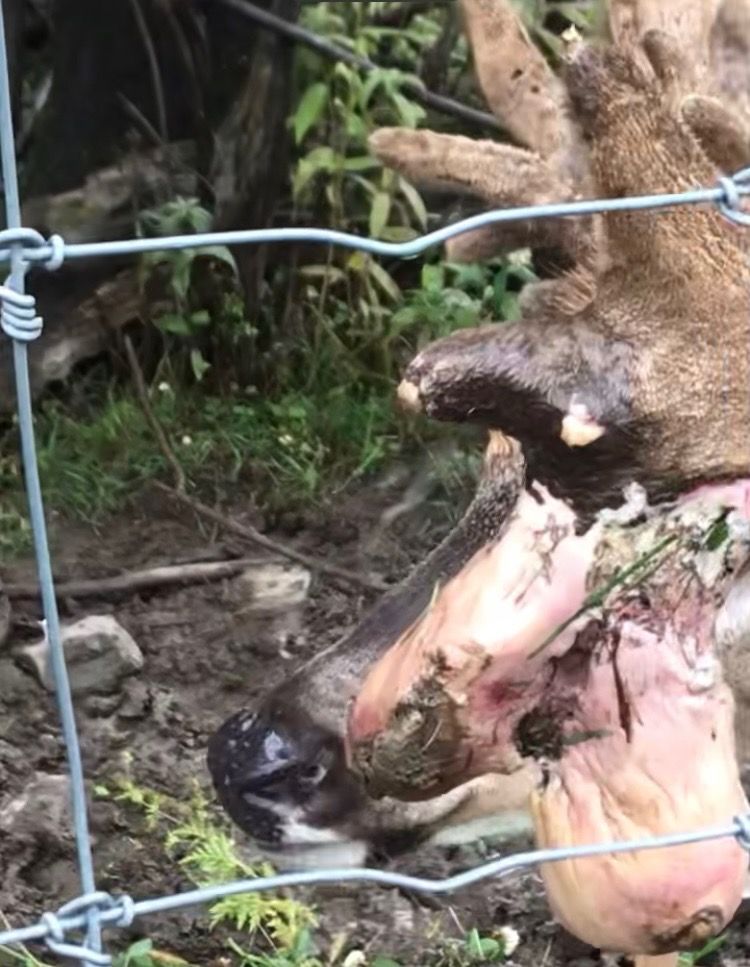 Velvet Infection | Deer & Cervid Farming Forum