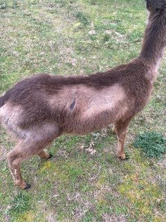 Help Needed with Hair Loss in an Abandoned Fawn | Deer & Cervid Farming ...
